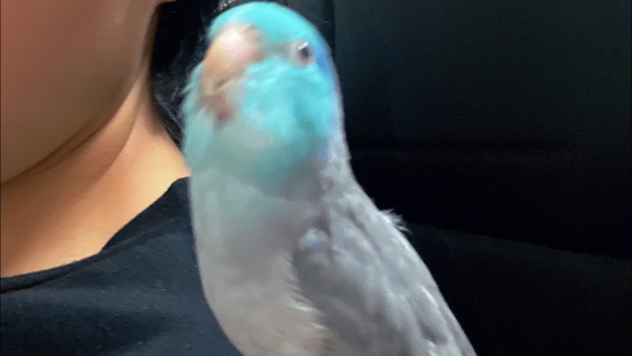 Cute Bb parrot preening #parrot #pet #blue #cute #behaved pacific ...