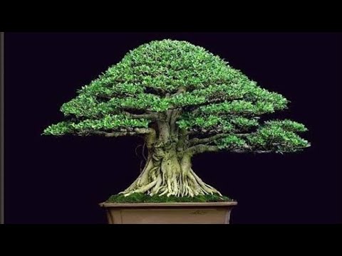 inspirasi bonsai kimeng juara/@pemulabonsai-vu8lo - YouTube