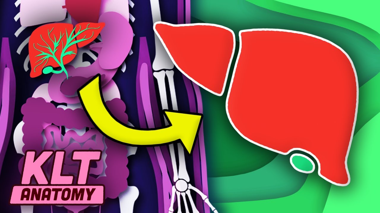 Your Liver Is The Supercomputer of YOUR Body! | KLT Anatomy - YouTube