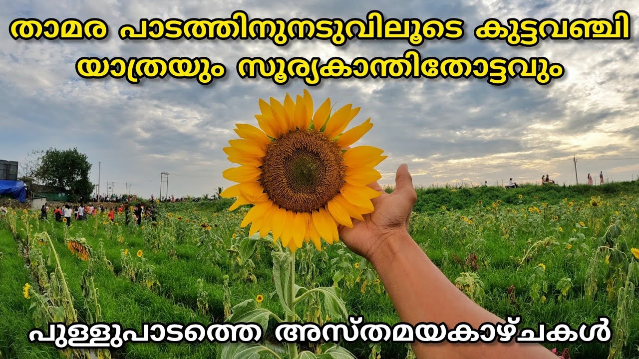 Pullu padam Thrissur | കുട്ടവഞ്ചി യാത്രയും സന്ധ്യസമയത്തെ പുള്ളു പാടത്തെ ...