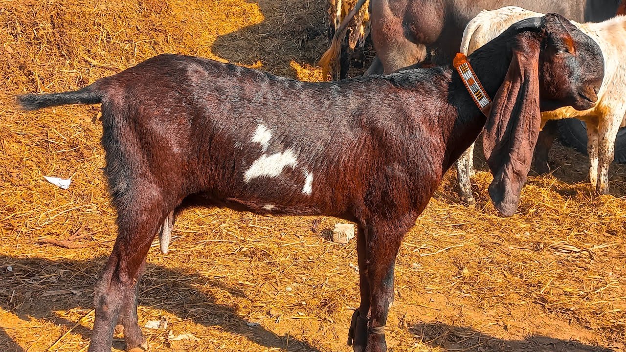 shahzad goat farm sahiwal Top kalas bakriya 03154621846 - YouTube
