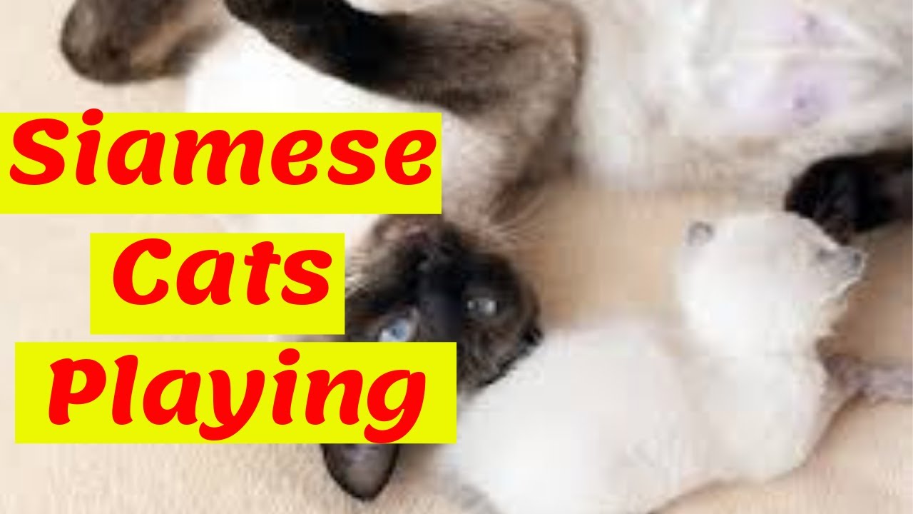 Siamese Cats | Cute Siamese Cats Playing - YouTube