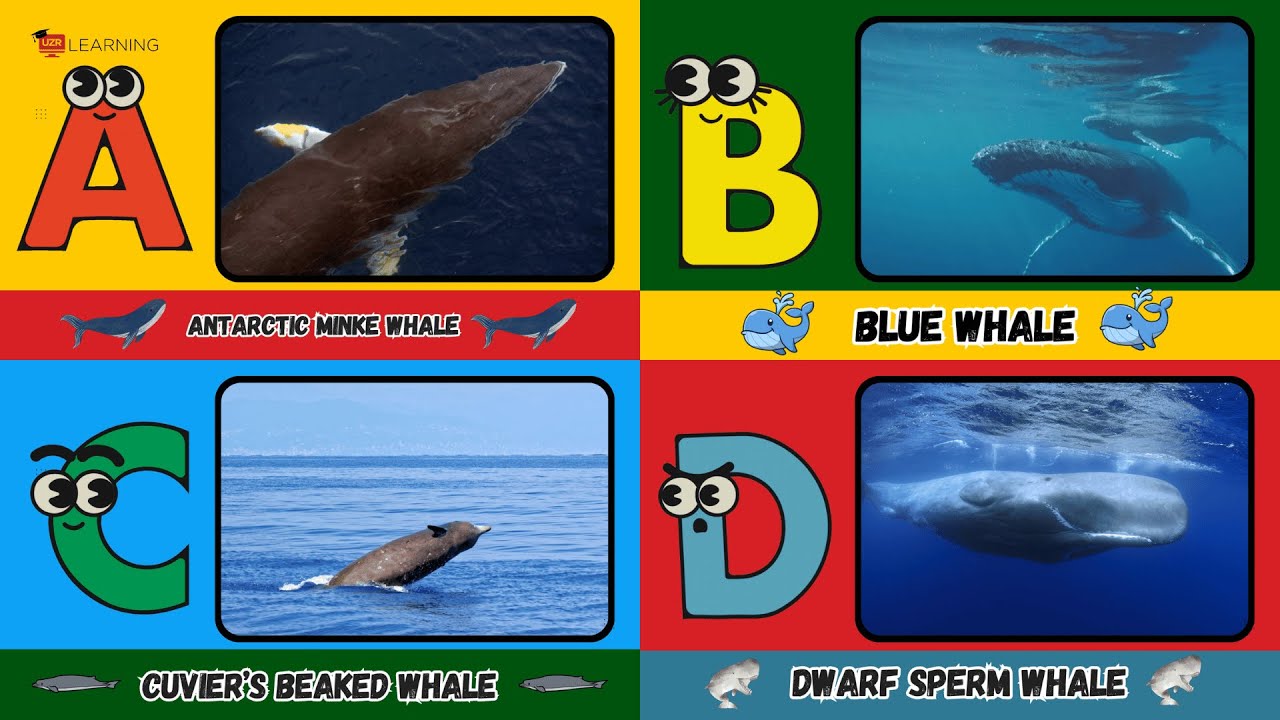 🐋 ABC Whale Song for Kids | Learn the Alphabet with Whales A–Z | UZR ...