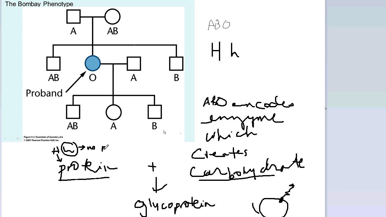 Genetics Bombay Tutorial - YouTube