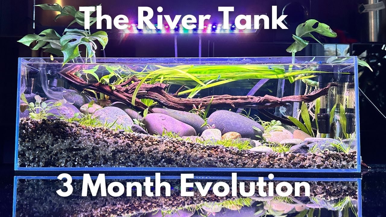 The River Tank - My favorite build ever - YouTube