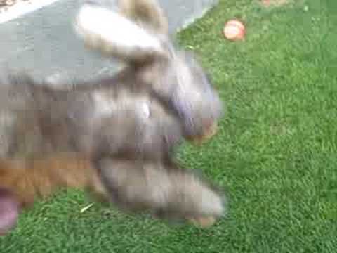Bunny Attack (warning: graphic violence) - YouTube