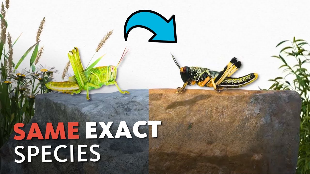 This Fascinating Genetic Discovery DESTROYS Evolution - YouTube