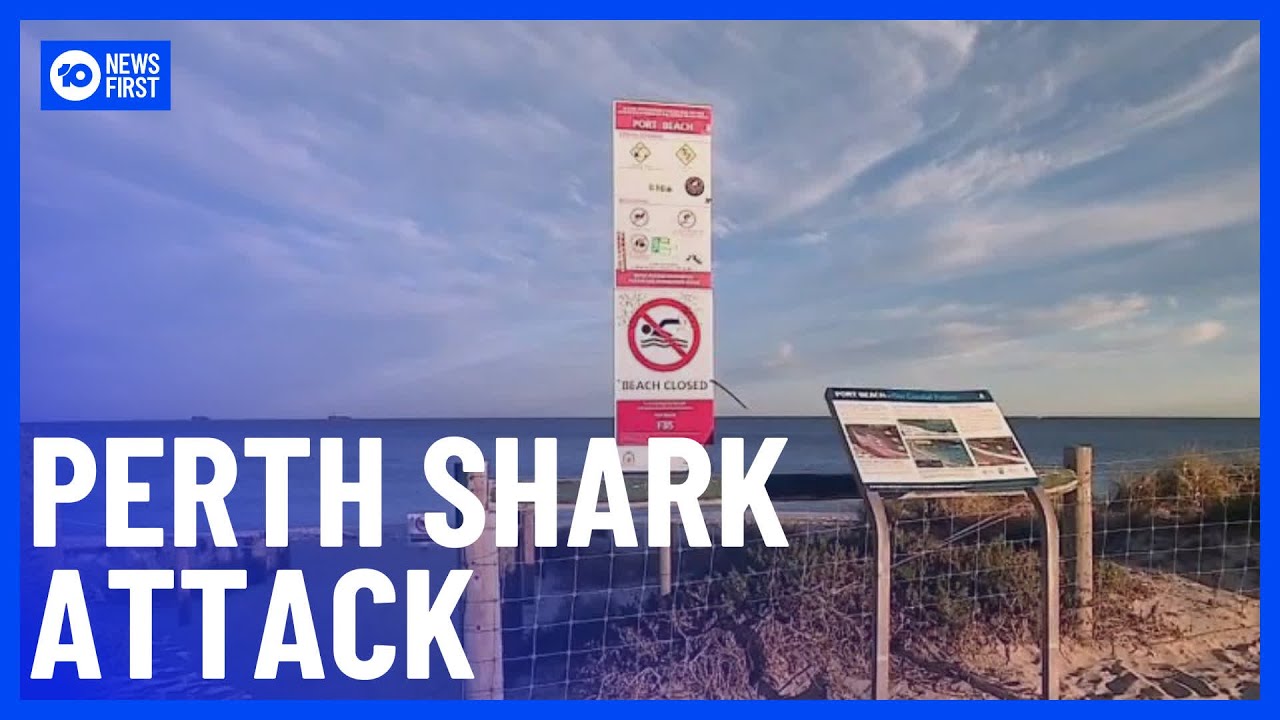 Miraculous Escape For Swimmer Bitten By Tiger Shark At Perth Beach | 10 ...