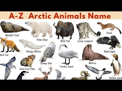 "A to Z Arctic Animals 🐧 ️ | Alphabet Polar Animals /ABC Arctic Animals ...