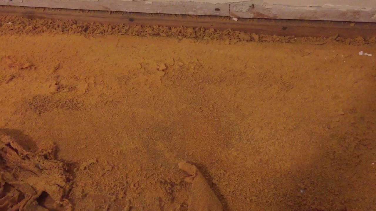 Remove Old Carpet Pad Adhesive Hardwood Floors YouTube remove-old-carpet-pad-adhesive-hardwood-floors-youtube