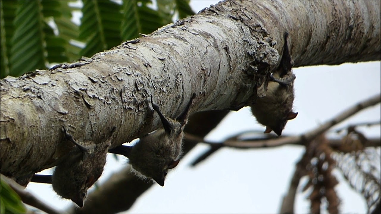 Murciélago narigón (Rhynchonycteris naso) en Cuyabeno - YouTube