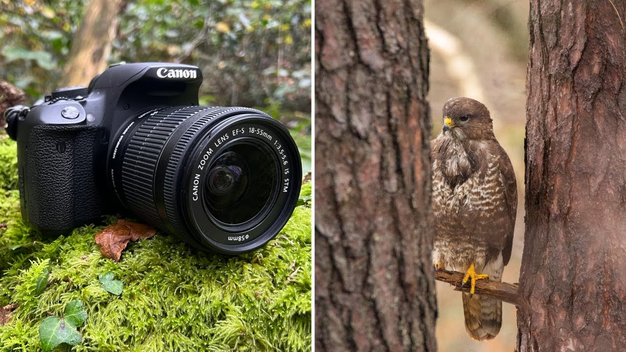 Behind the shot : Common Buzzard | Wildlife Photographer Vlog | Bird ...