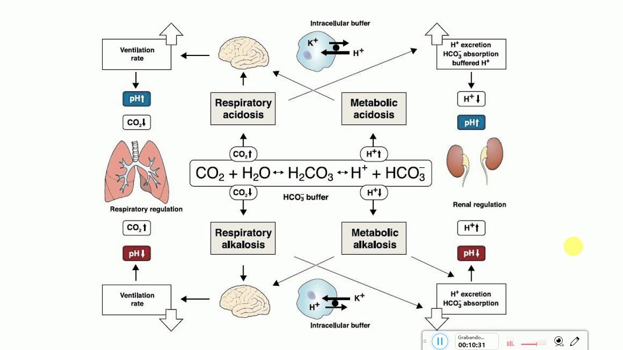 Conceptos Equilibrio ácido base Dr. Cavero Livia César - YouTube