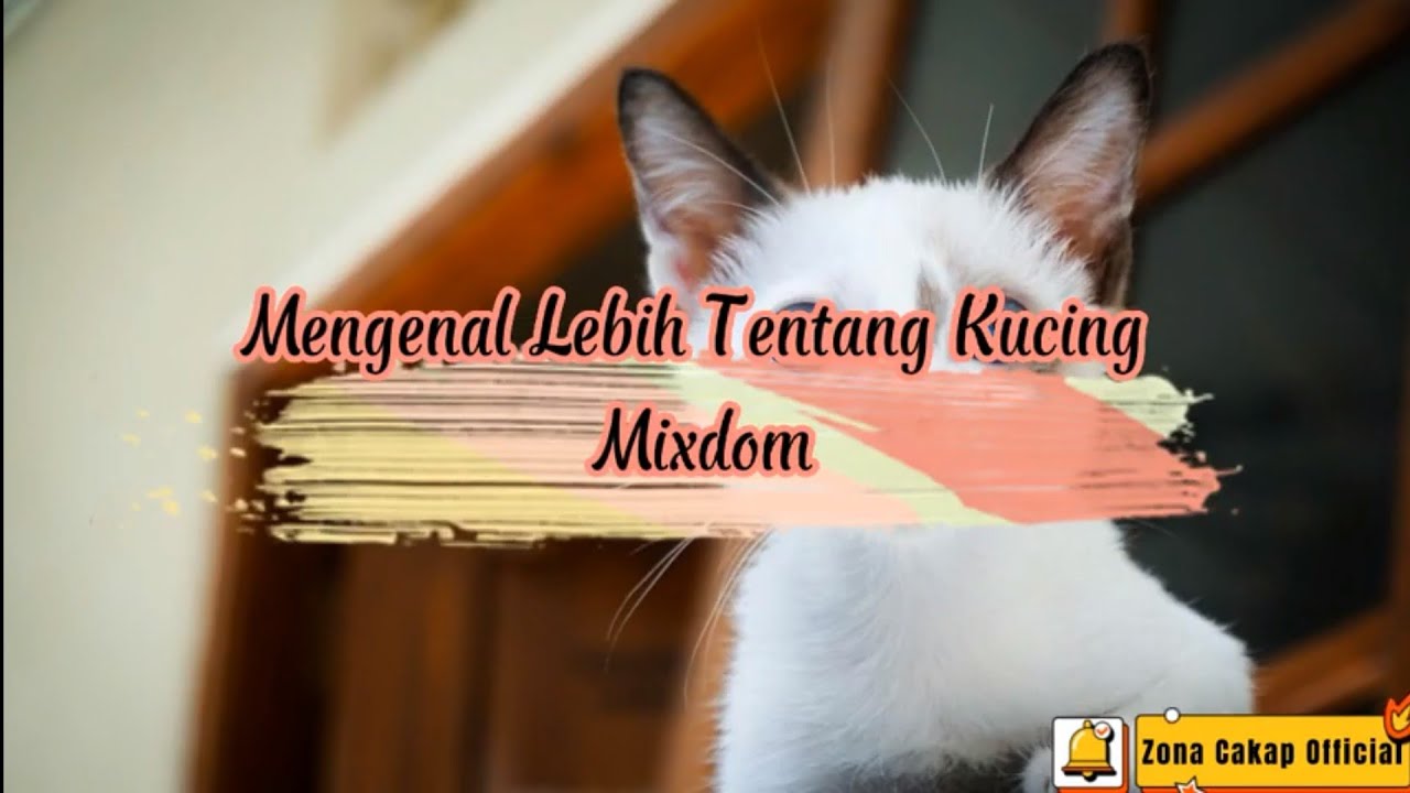 Mengenal lebih tentang kucing 🐈 Mixdom - YouTube