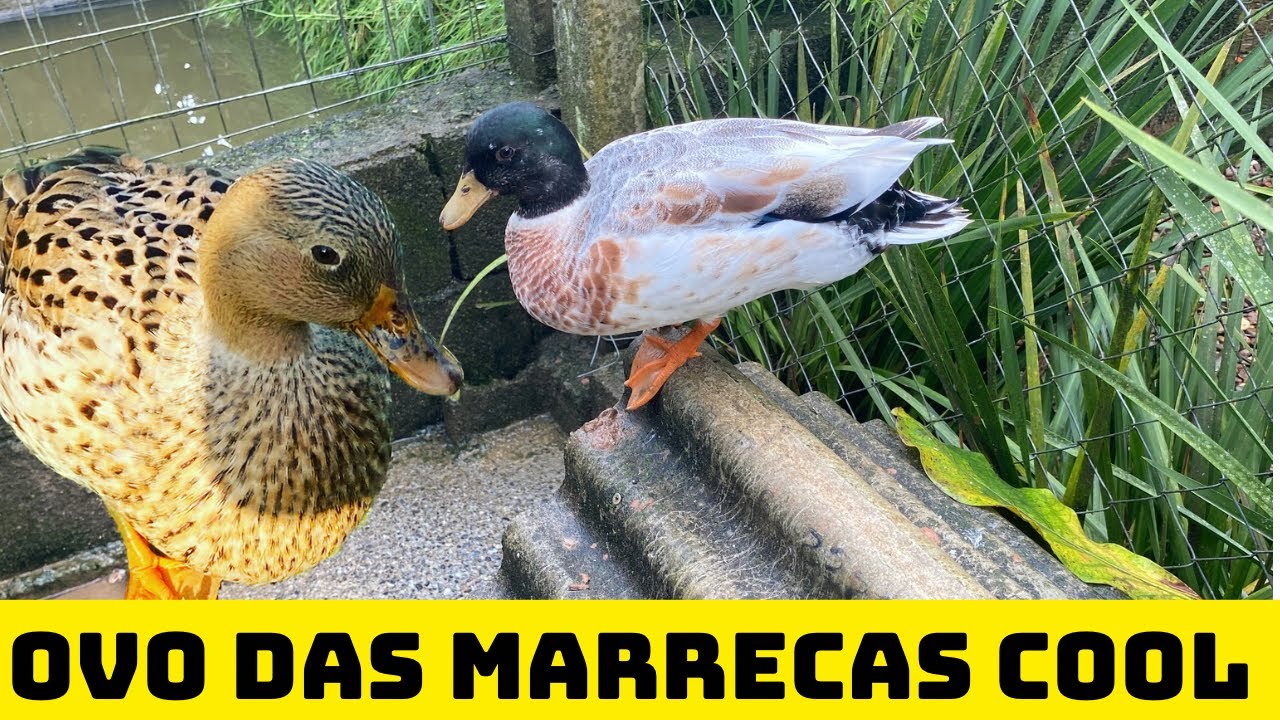 Ovo das marrecas cool/ mostrando a bicharada na chuva - YouTube