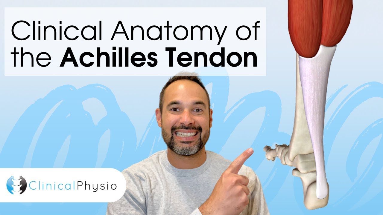 Clinical Anatomy of the Achilles Tendon | Expert Physio Guides you through 3D Anatomy Tutorial ...