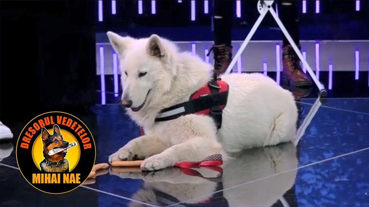 Mihai Nae @AntenaStarsOficial (@XtraNightShow) - Lupul Alb Elvetian - YouTube