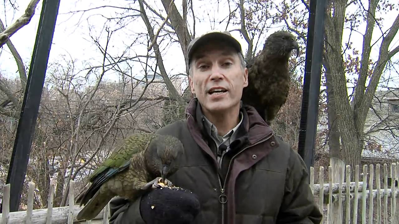Kea Parrot-Cincinnati Zoo - YouTube
