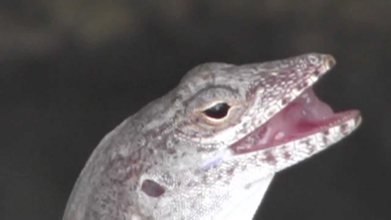 Lagartijo de las Rocas (Anolis cooki) Rock Anole - YouTube