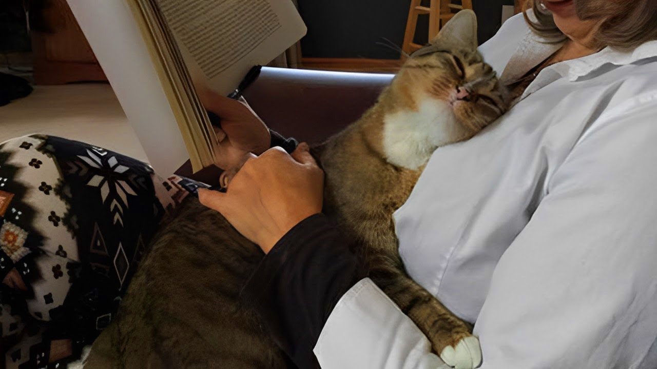 Have the love of a cat is to have the world, Cute ways cats show their ...