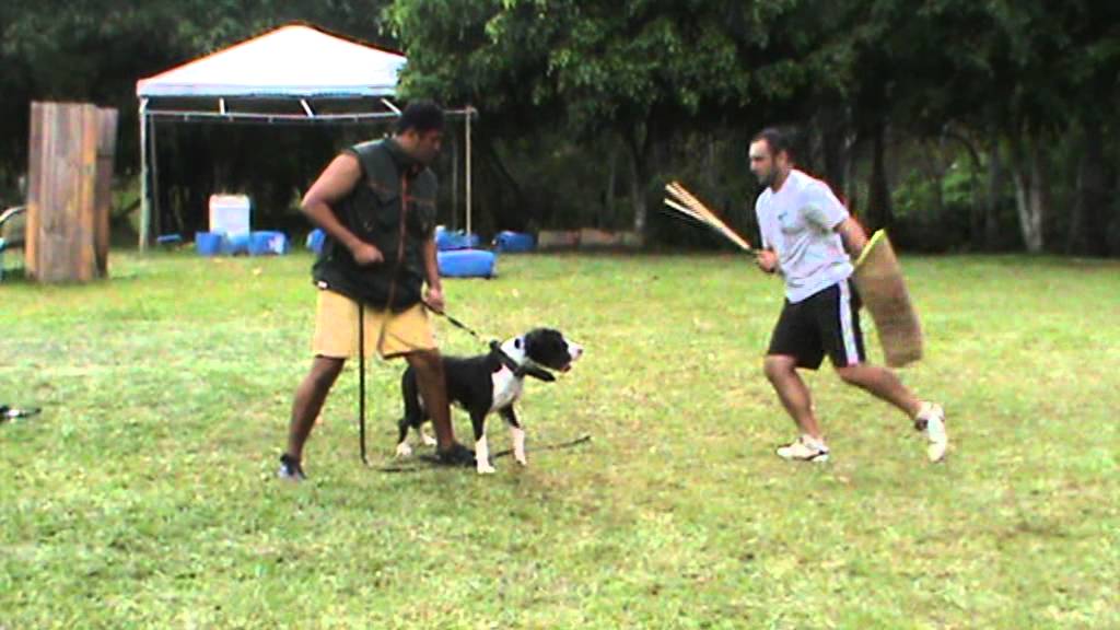 CANIL GUARDA E PROTECAO - LOBO - PROTECAO 2 - YouTube