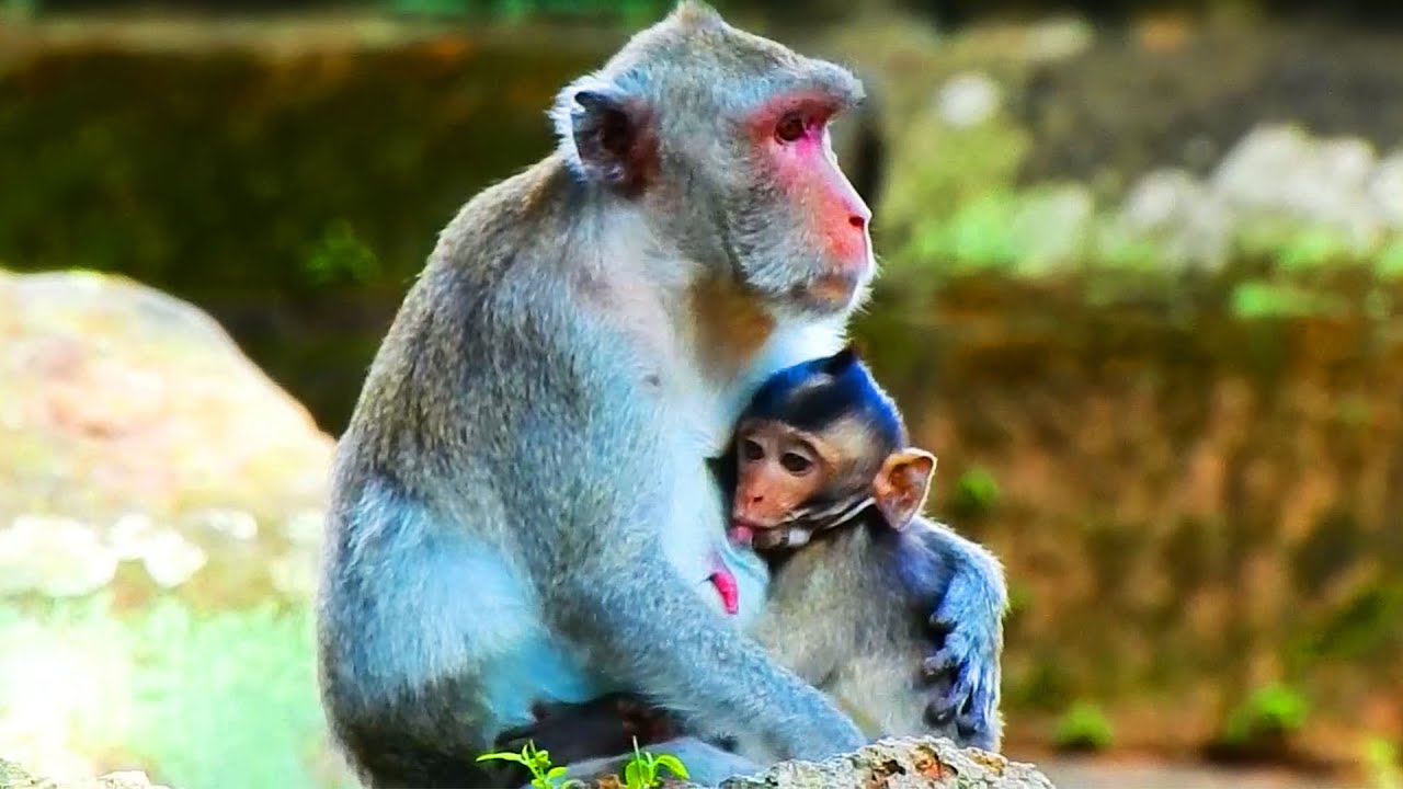 BEST MOM IS JANE MONKEY GOOD AT LOOKING AFTER ALL BB MONKEYS. - YouTube