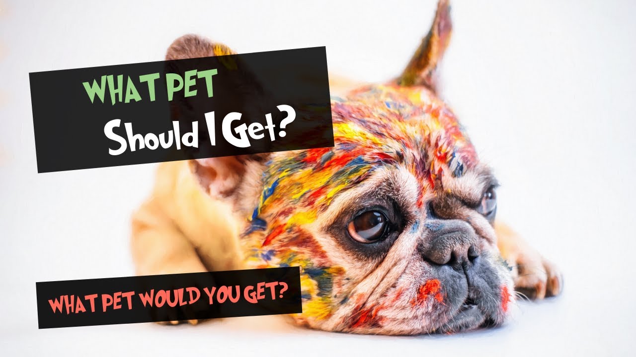 What Pet Should I Get? Dr. Seuss - YouTube