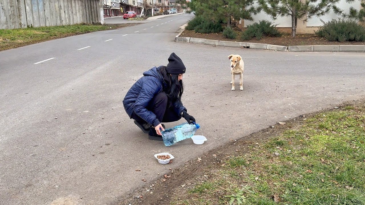 Transforming Fear into Trust: Feeding a Scared Homeless Dog - YouTube