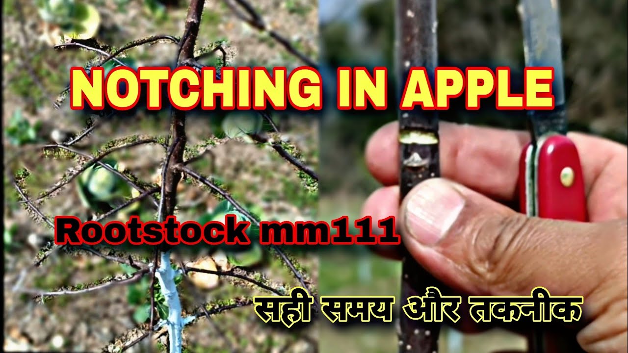 NOTCHING in Apple trees, Notching कैसे करे, How do notch your apple ...