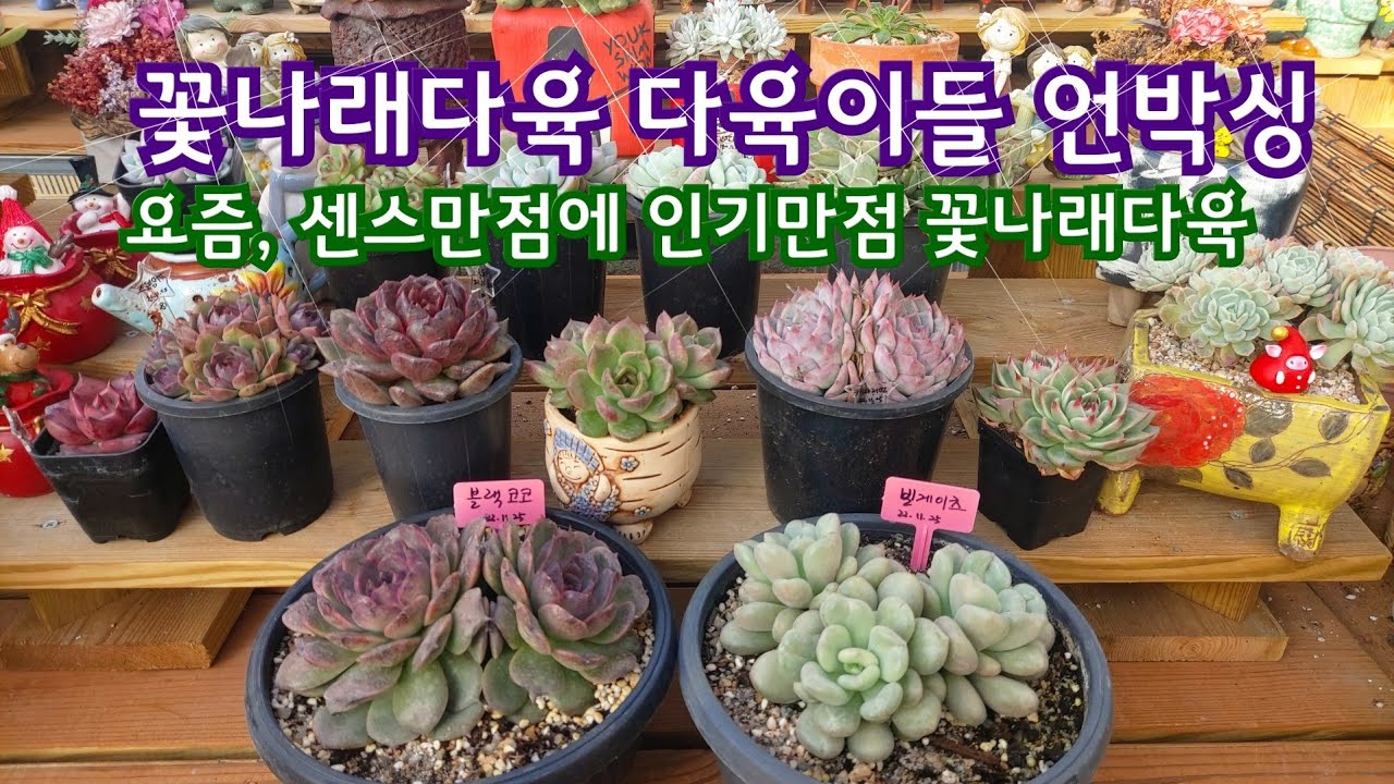 빌게이츠만 빼고 다 아는 맛으로만 들였네요 예쁜 줄 아니까블랙코코 쌍두와 블랙밍크군생 까망로즈군생 프리모리 베르테르