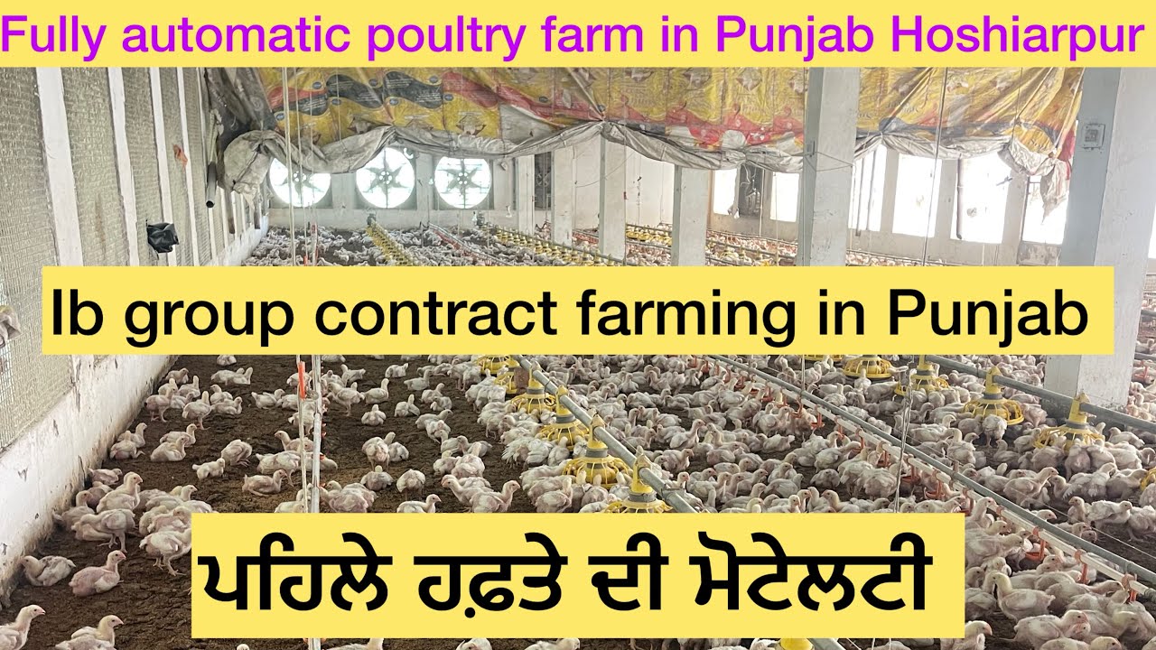 ਮੇਰੇ ਇਸ ਫਲੌਕ ਵਿੱਚ ਪਹਿਲੇ ਹਫ਼ਤੇ ਦੀ ਮੋਟਿਲਟੀ॥ib group ec poultry farming ...