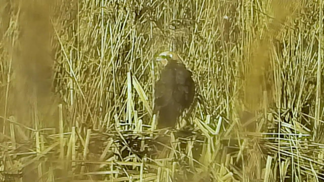 Male and female/immature Marsh Harrier at Willington Wetlands, 20/01 ...