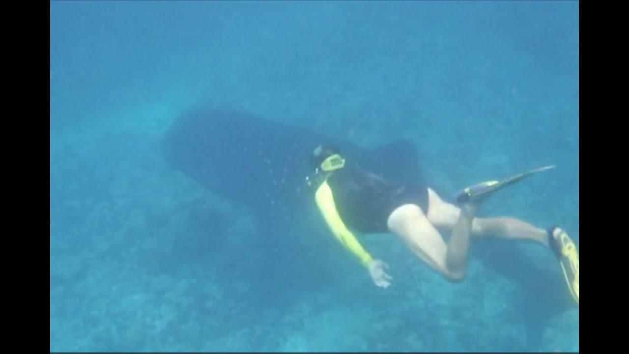 2008 Dive Maldive - YouTube