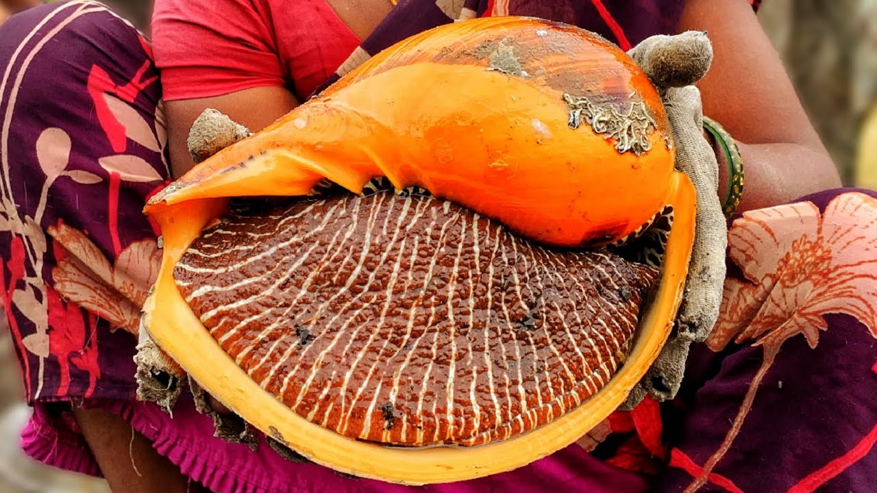 KASIMEDU 🔥 LADY | HUGE CONCH CUTTING VIDEO | 4K VIDEO | KM FISH CUTTING ...