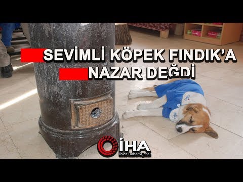 Sevimli Köpek Fındık’a Nazar Değdi