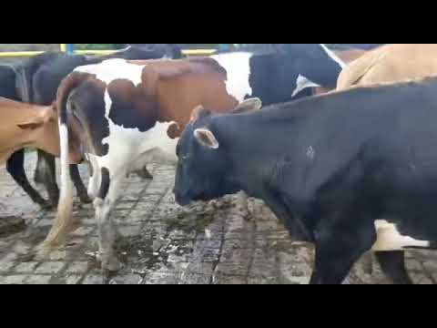 Vacas horras venta - YouTube