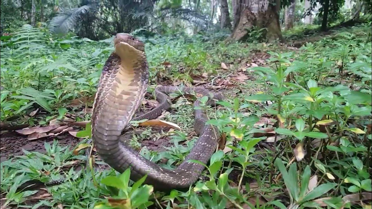 King Cobra is Intelligent! #kingcobra #snake #venomous #wildlife # ...