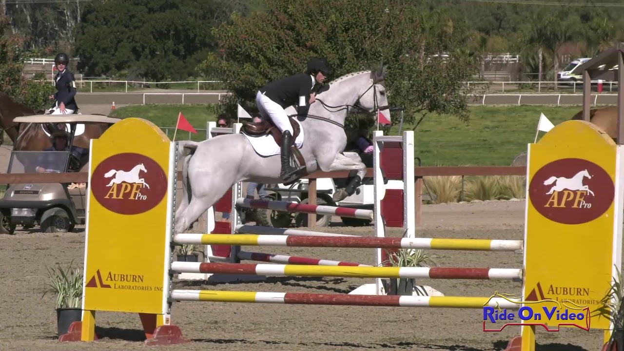 082S Addison Cleary on Ideal Contini JR Training Show Jumping Galway ...