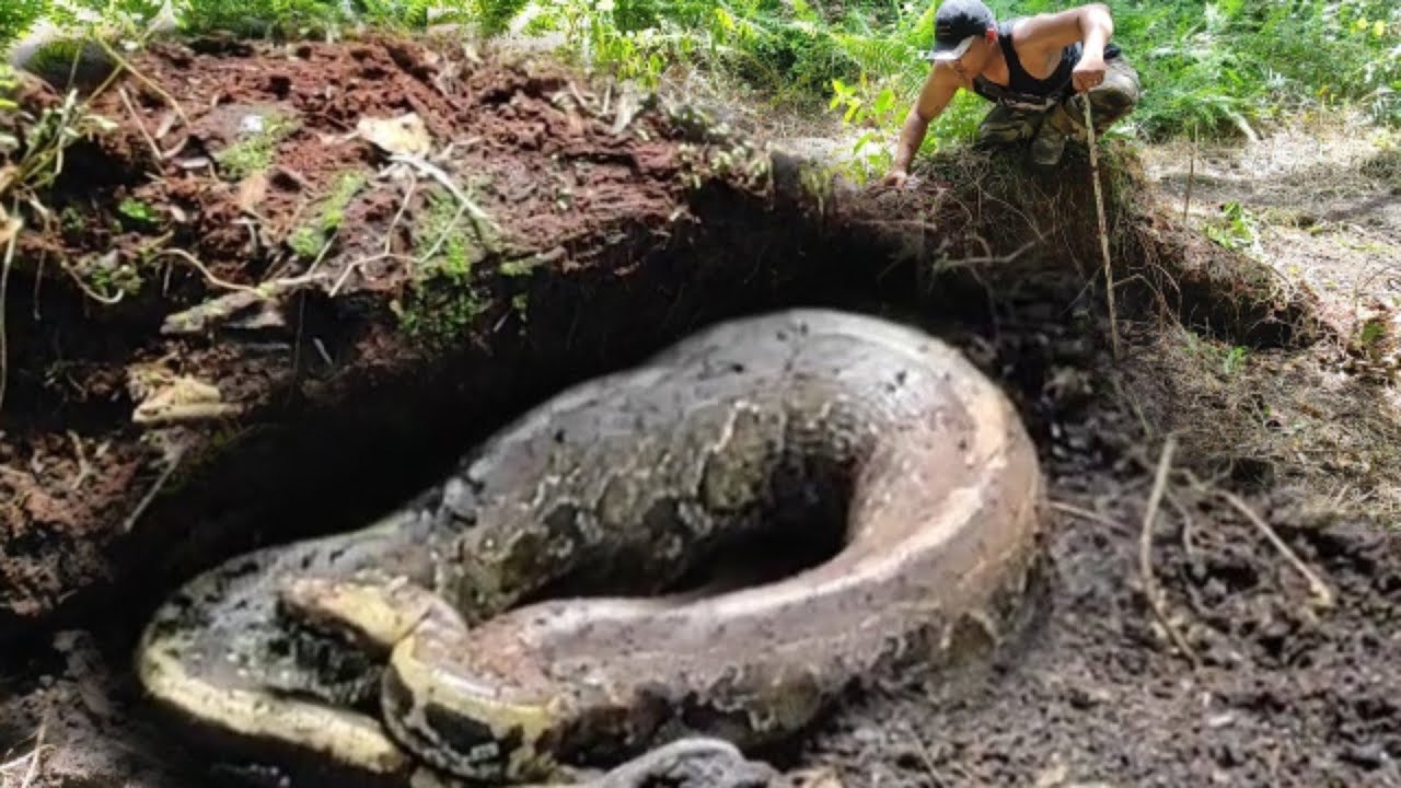 PENAMPAKAN SOSOK MONSTER ULAR PYTHON BUTET SI PENUNGGU KAYU TUA PULUHAN ...