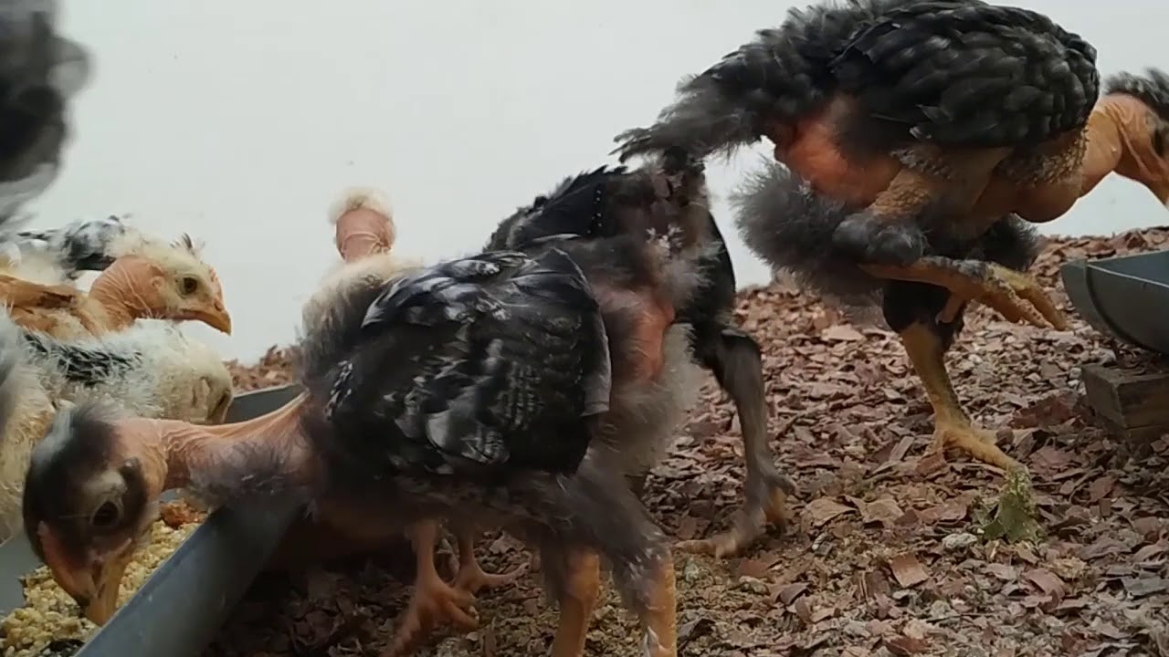 Pollitos Criollos, es hora de la comida!! - YouTube