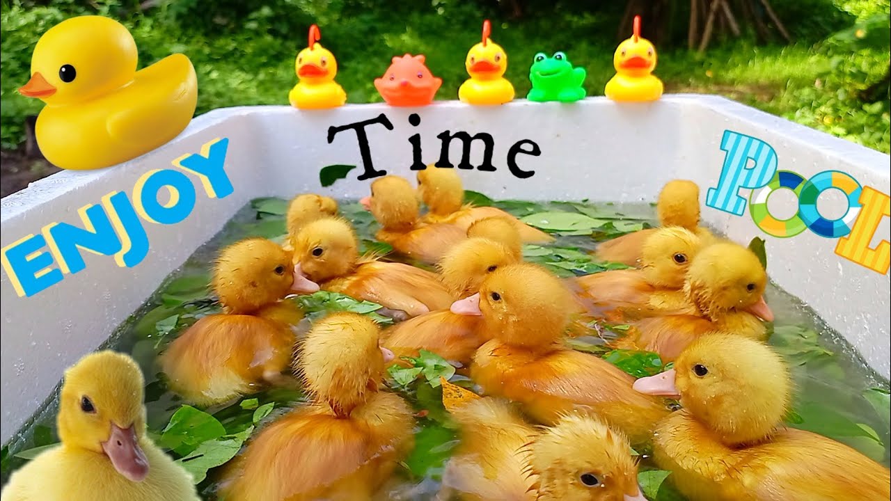 Enjoy Duck Swim with Toys in the Pool Star Fruit Leaves - YouTube
