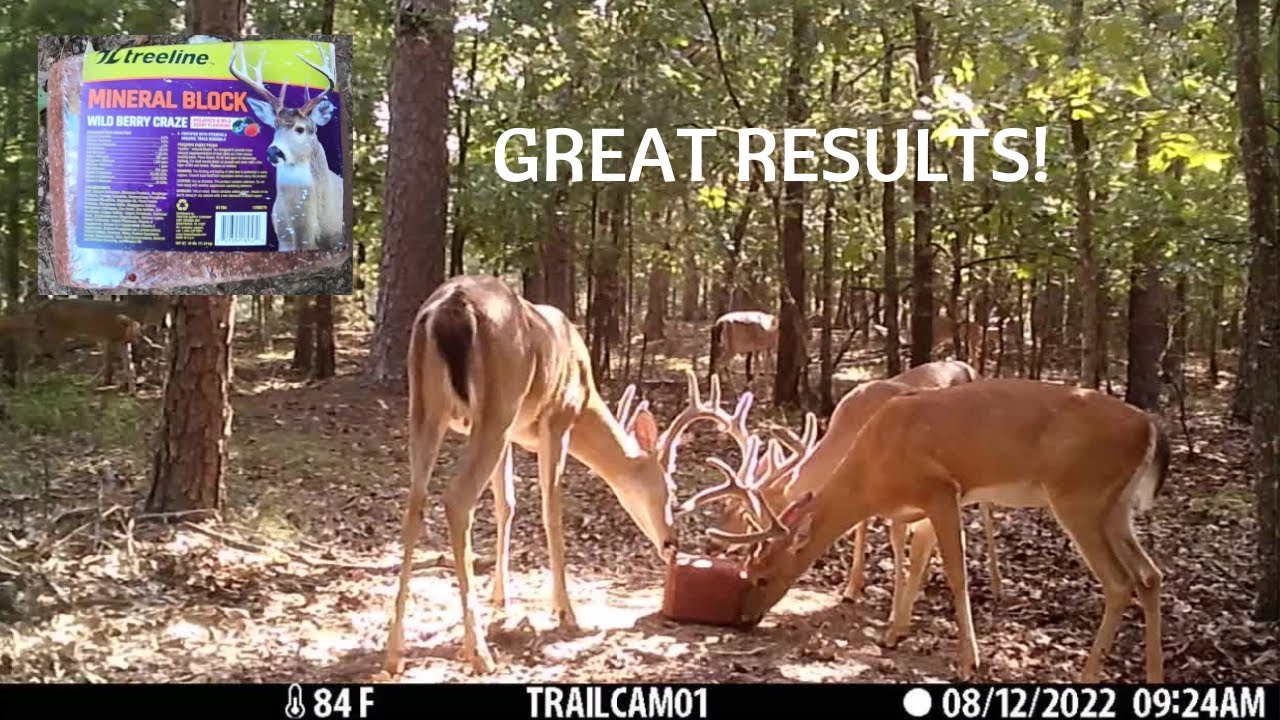 Deer Craze