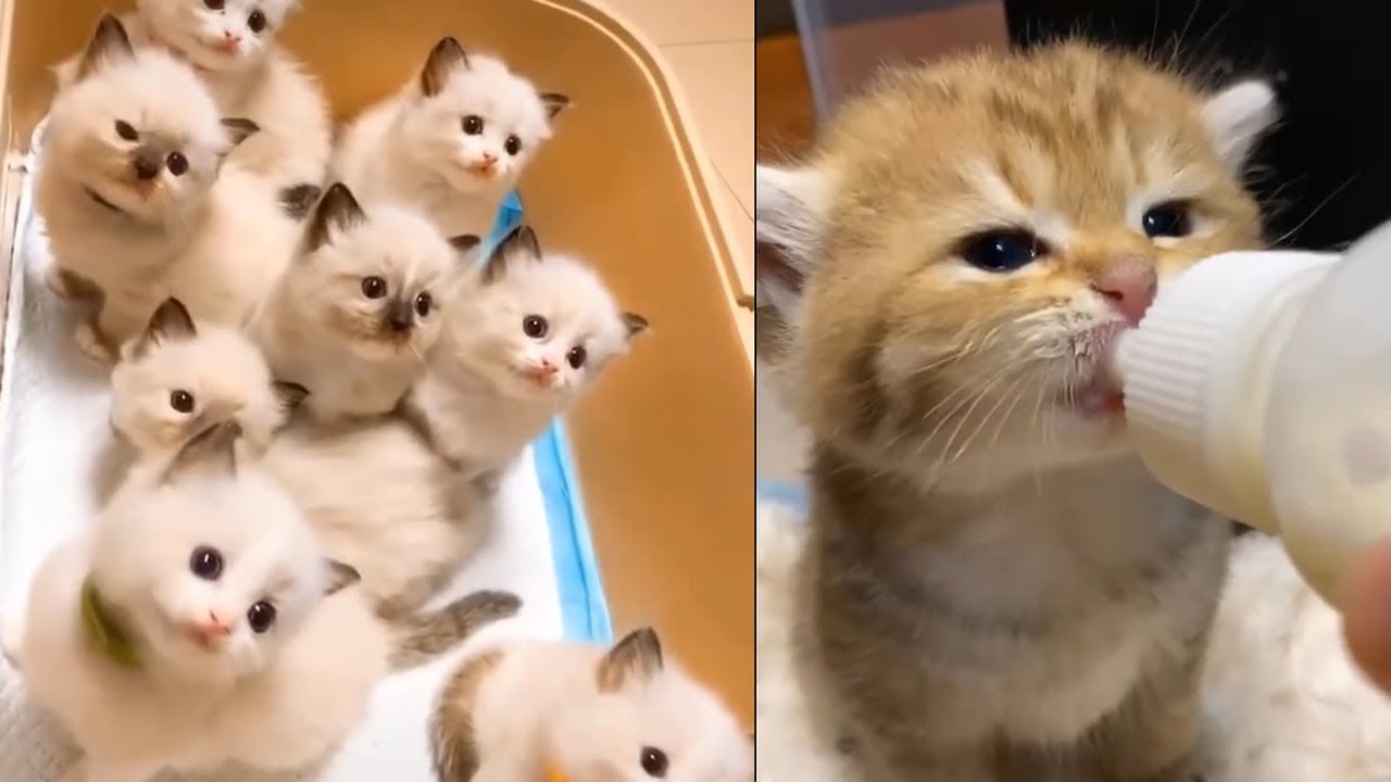 Video Kucing Lucu Dan Anak Kucing Mengeong #1 - YouTube