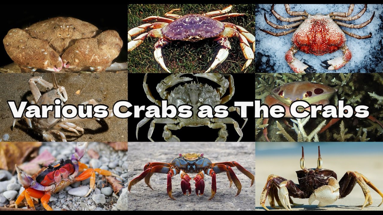 Alex and the Minions (Grizzy and the Lemmings) Cast Video - YouTube