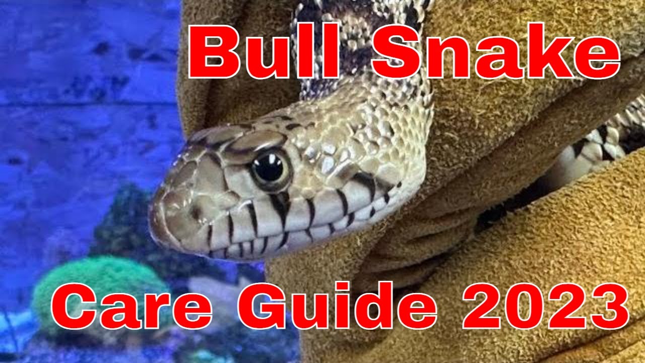 Bull Snake Care Guide 2023 - YouTube