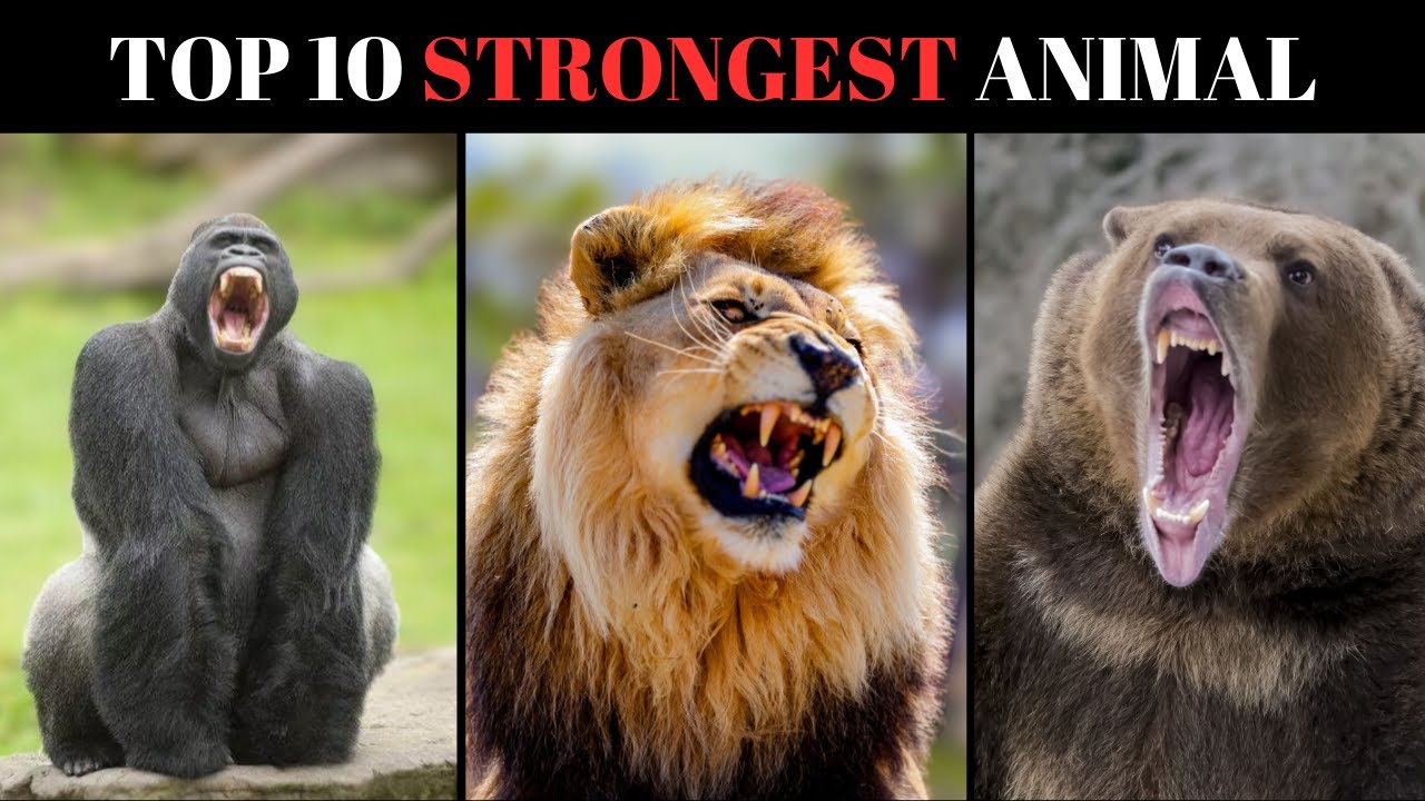 Top 10 Strongest Animals in the World | Unbelievable Animal Power ...