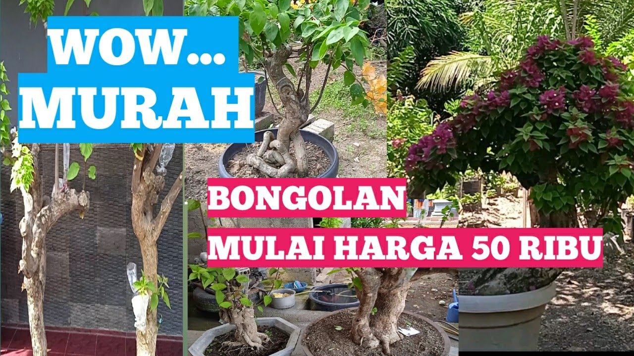 CEK Harga bongolan bougenville mulai harga 50 ribu. - YouTube