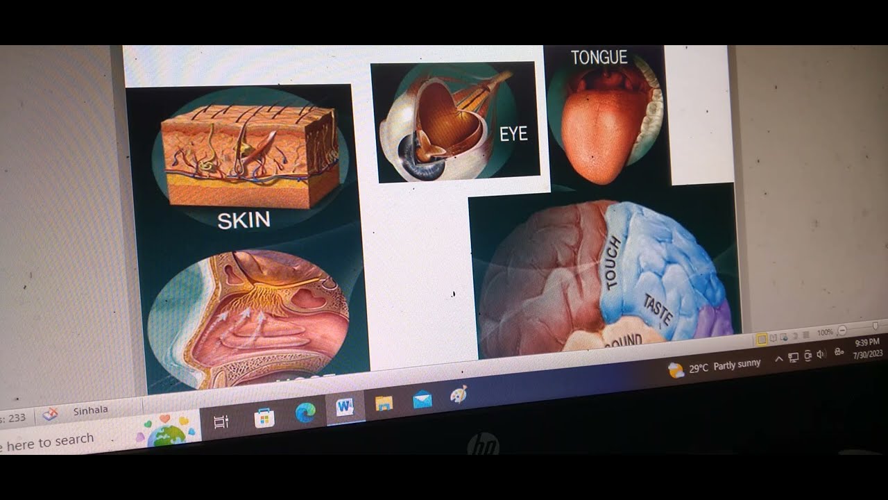 biology# උසස්පෙළ unit-5 revision 🧠senses of smell - YouTube