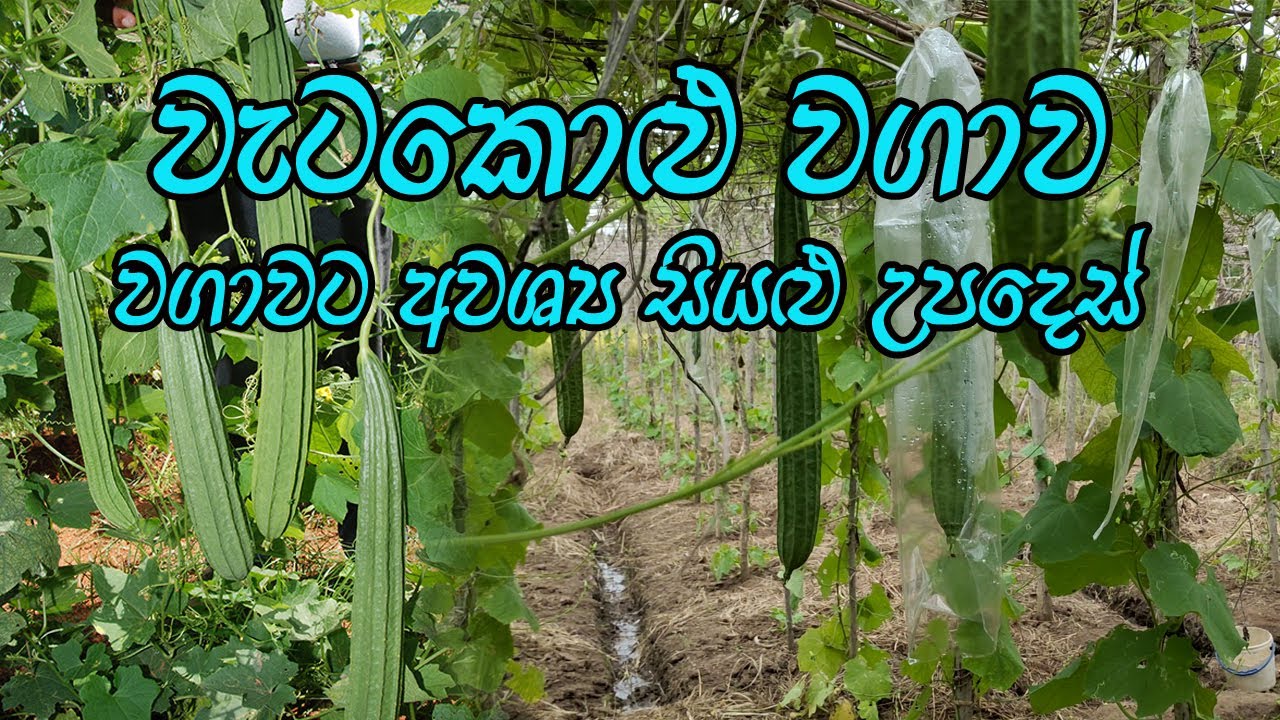 වැටකොළු වගාව වැටකොලු / Ribbed Gourd Cultivation / wetakolu wagawa ...