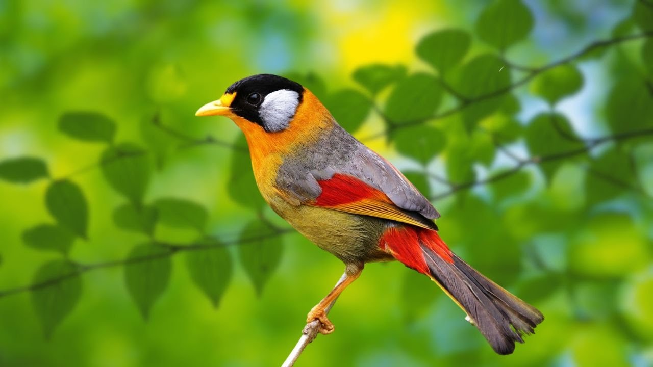 Natural Bird Sounds - Το μαγικό τραγούδι καταπραΰνει το νευρικό σύστημα ...